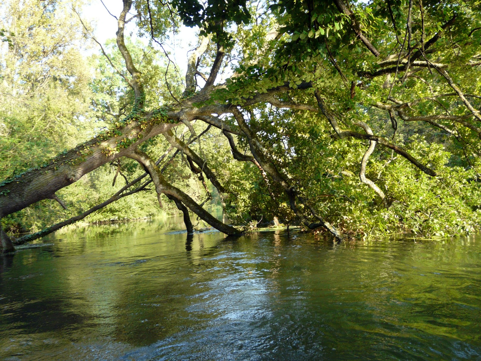 Bootsfahrten im Naturschutzgebiet Taubergiessen | Mit dem Stocherkahn ...