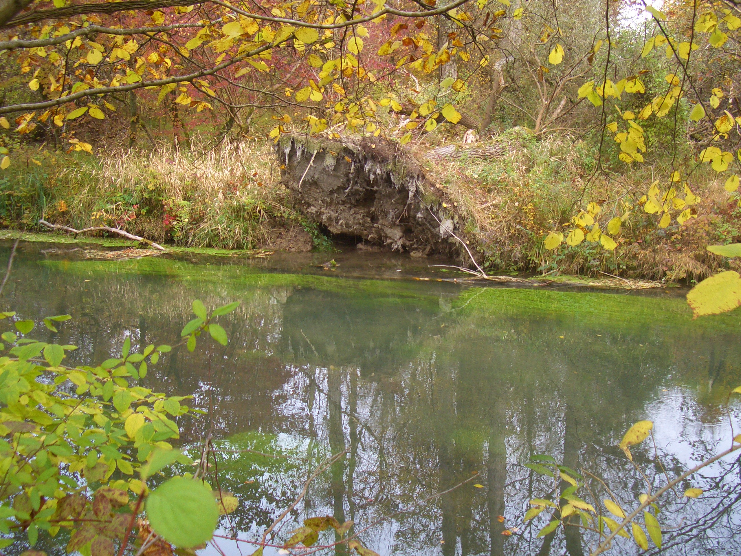 Bootsfahrten im Naturschutzgebiet Taubergiessen | Mit dem Stocherkahn ...