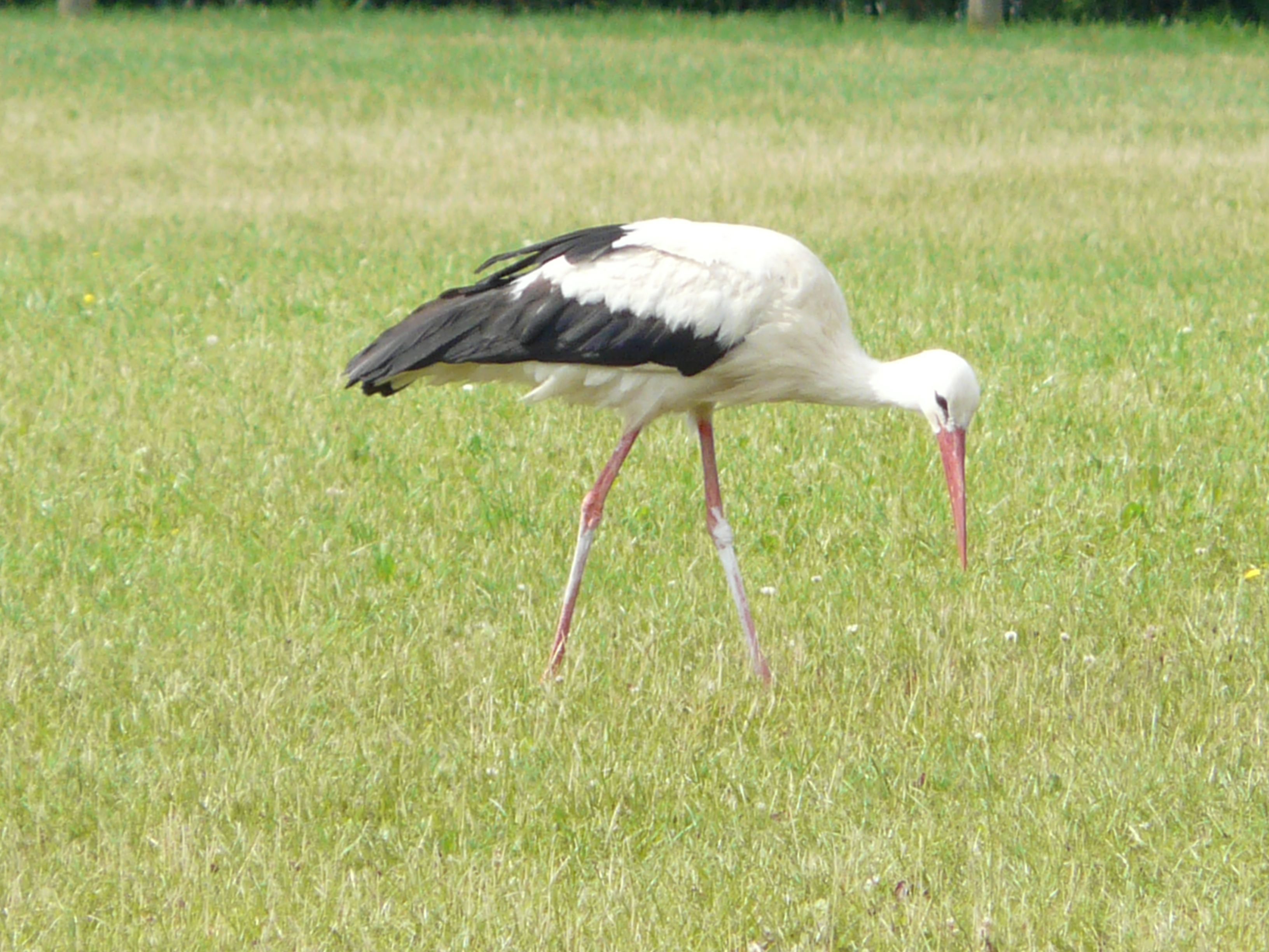 Bootsfahrten im Naturschutzgebiet Taubergiessen | Mit dem Stocherkahn ...