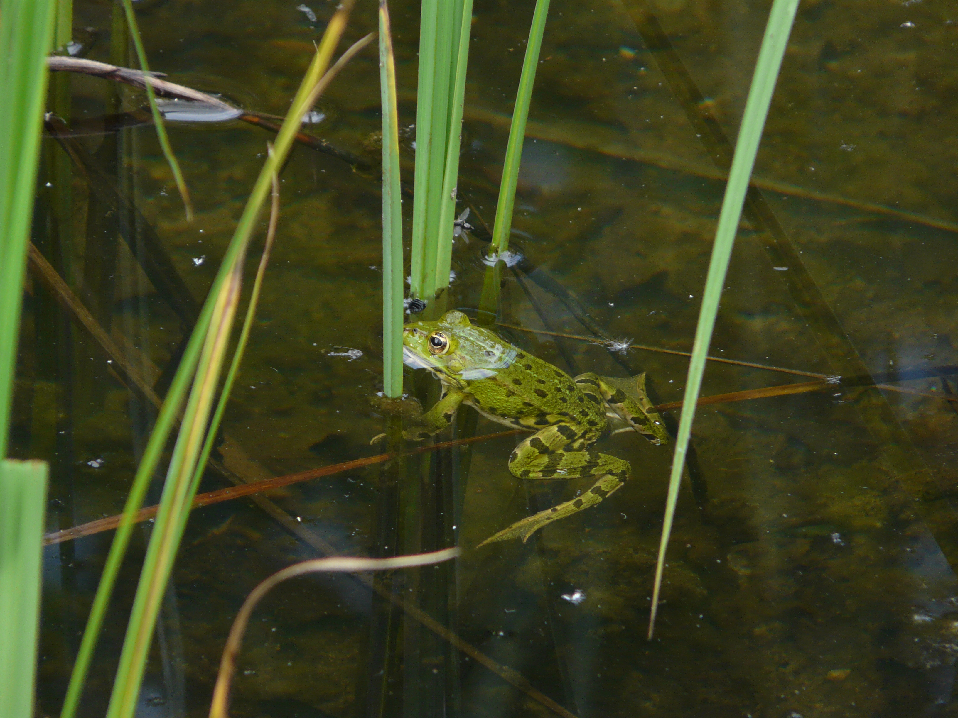 Bootsfahrten im Naturschutzgebiet Taubergiessen | Mit dem Stocherkahn ...