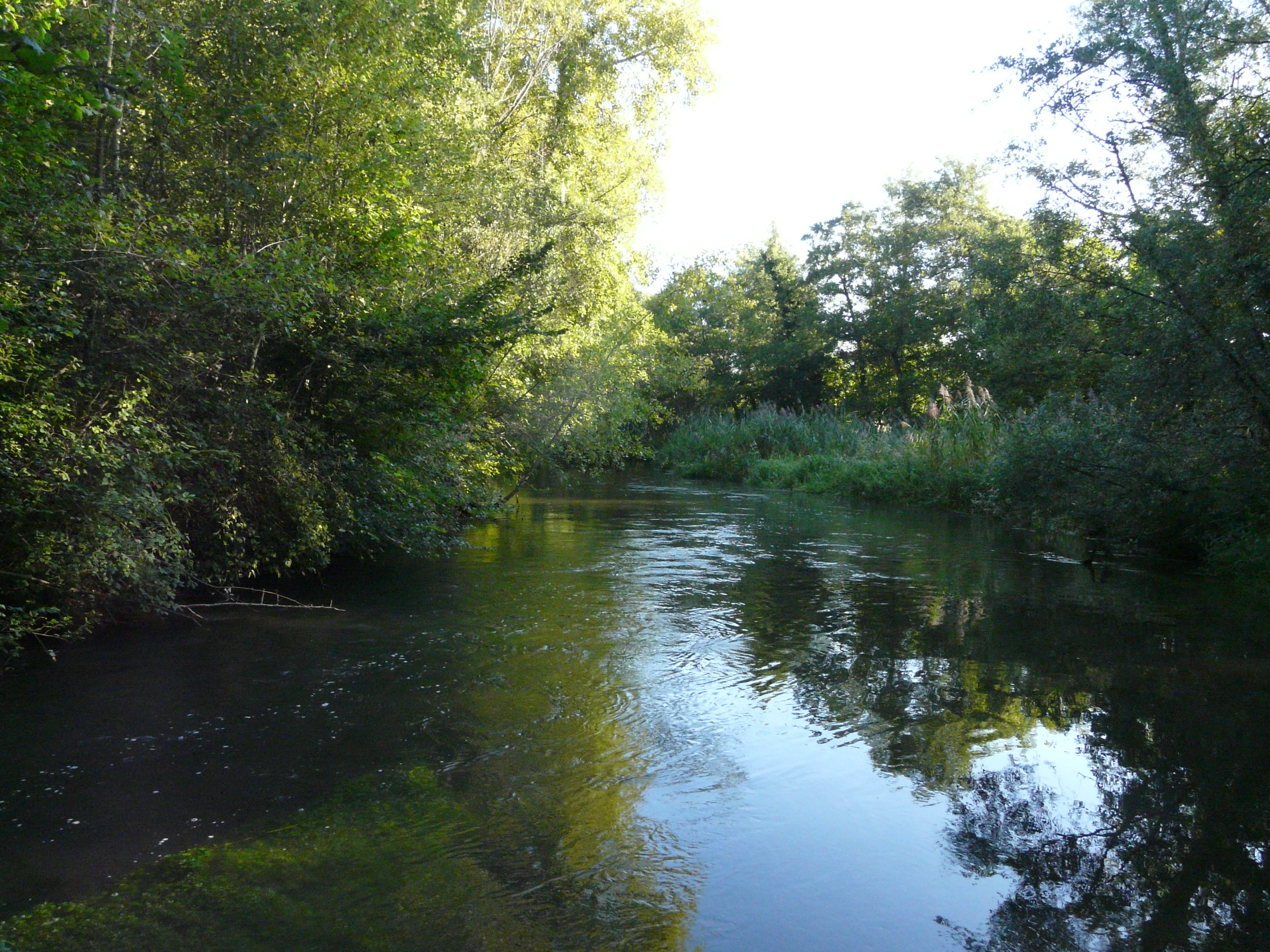 Bootsfahrten im Naturschutzgebiet Taubergiessen | Mit dem Stocherkahn ...