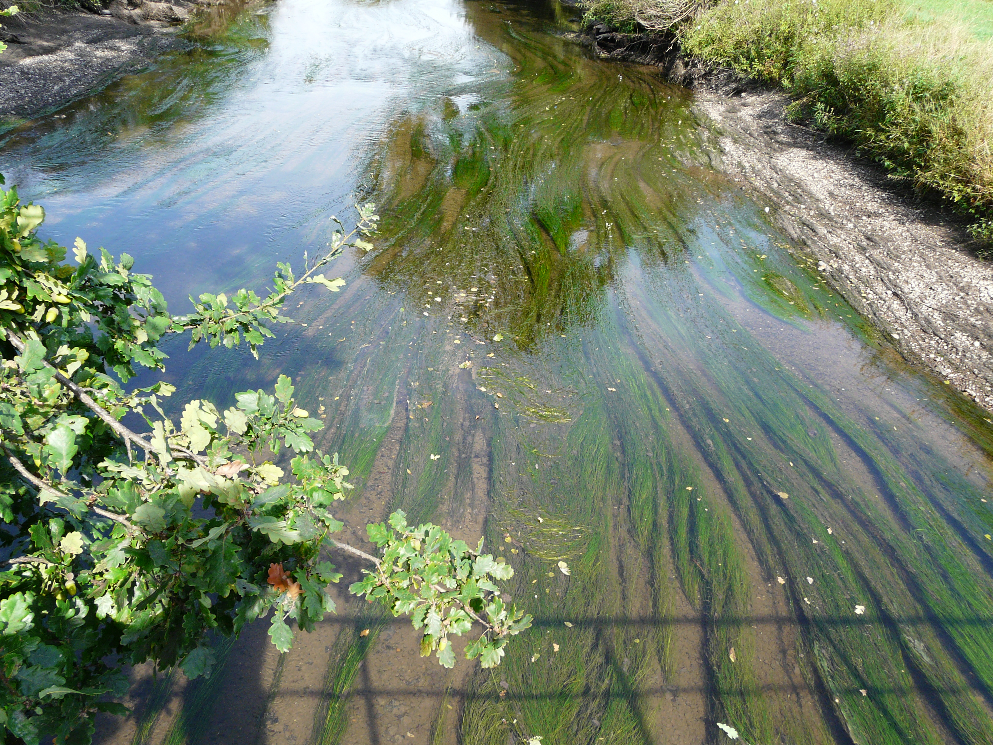 Bootsfahrten im Naturschutzgebiet Taubergiessen | Mit dem Stocherkahn ...