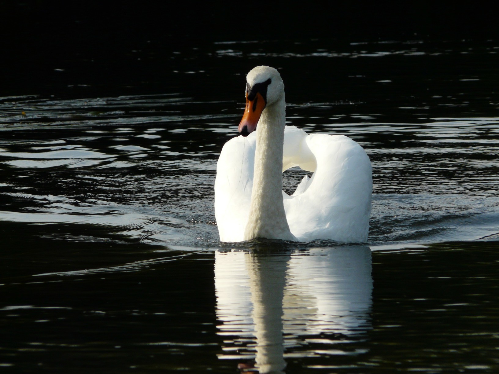Bootsfahrten im Naturschutzgebiet Taubergiessen | Mit dem Stocherkahn ...